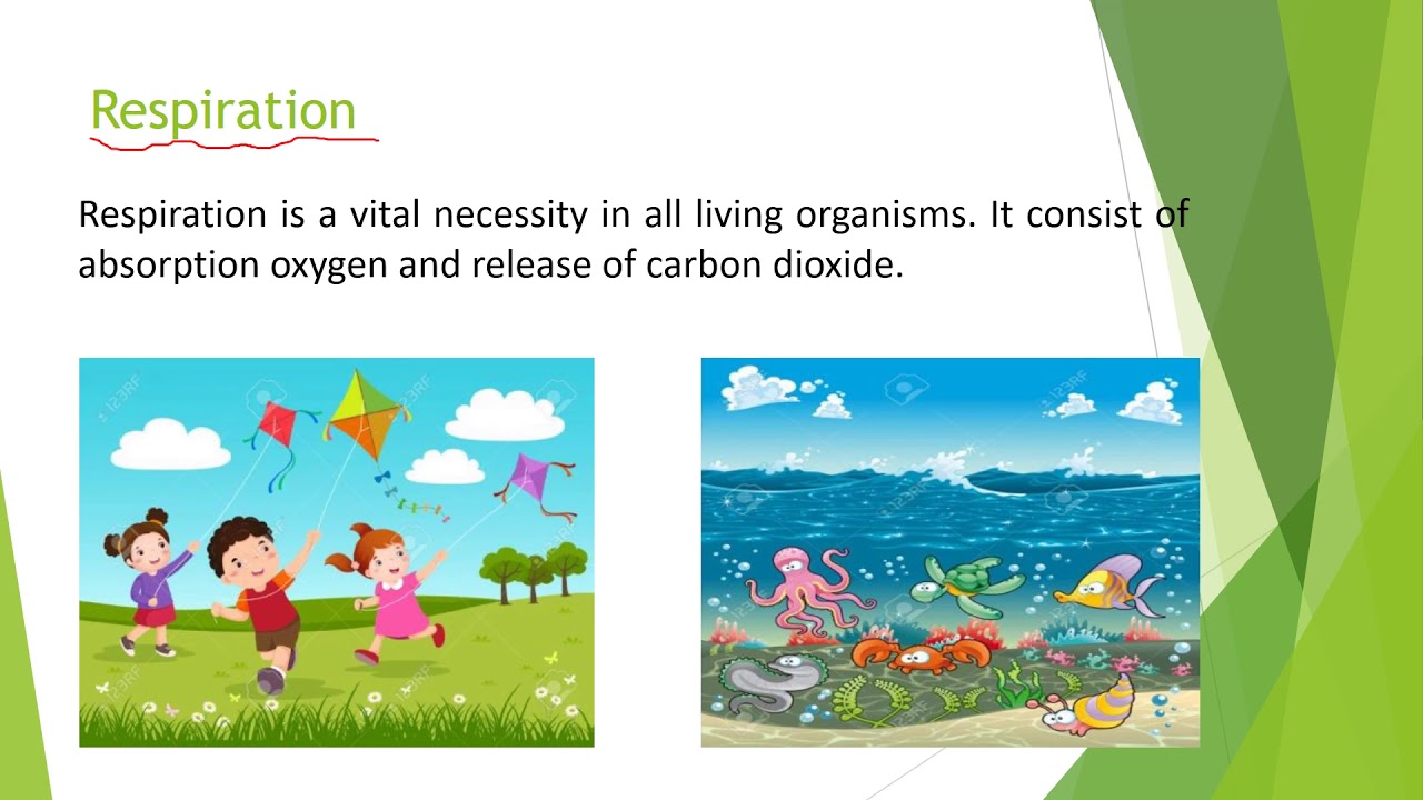 09- Biology G7- Respiration of Living Things - W09 - SLP - YouTube