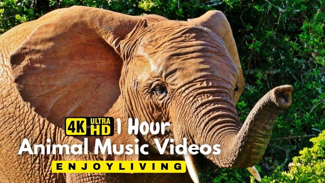 4K African Animals Forest Animal - Wildlife & Animals With Real Sounds ...