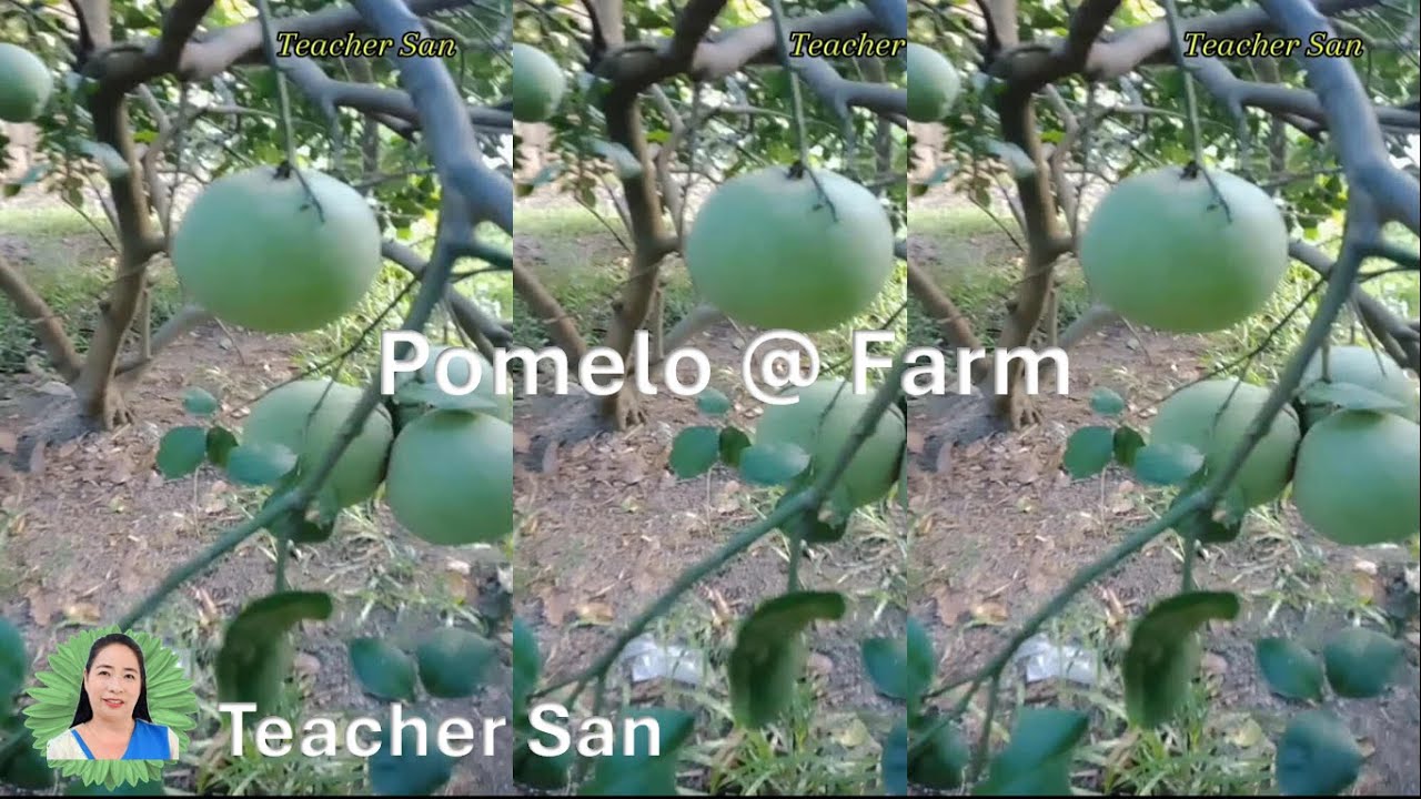 Pomelo @ Farm | Teacher San - YouTube