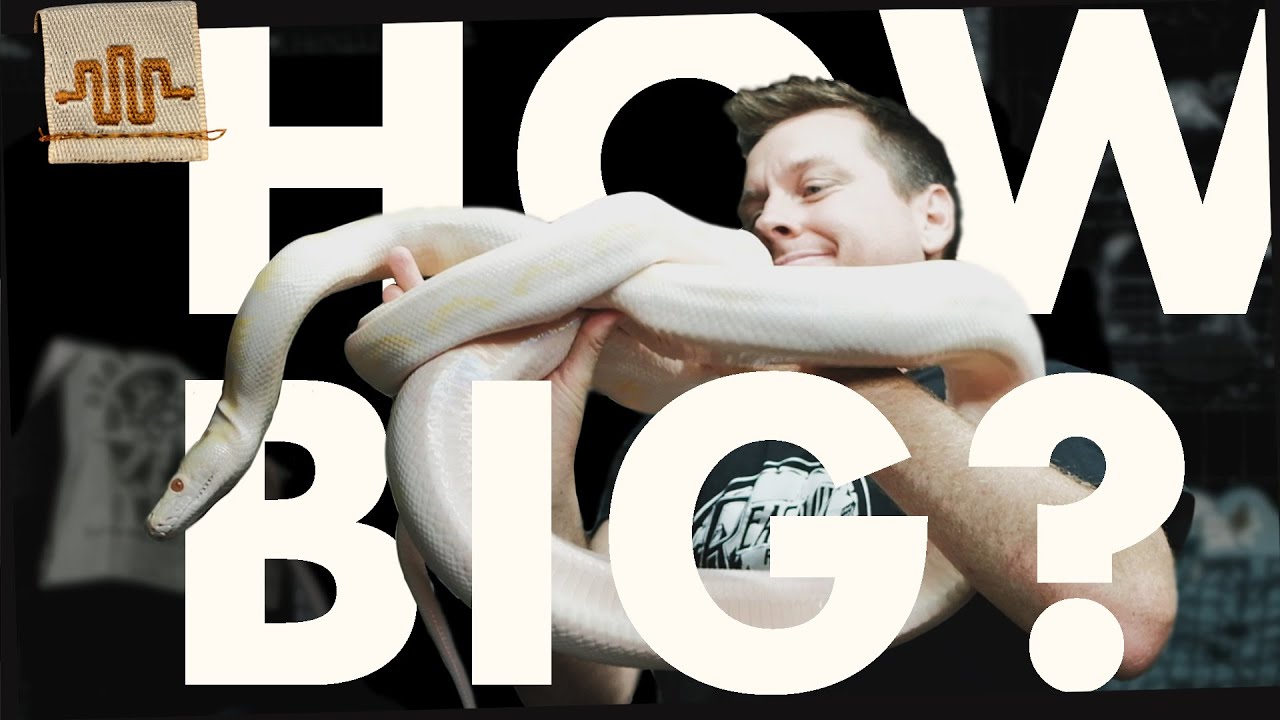 How BIG are Super Dwarf Reticulated Pythons? | HYPE vs REALITY - YouTube