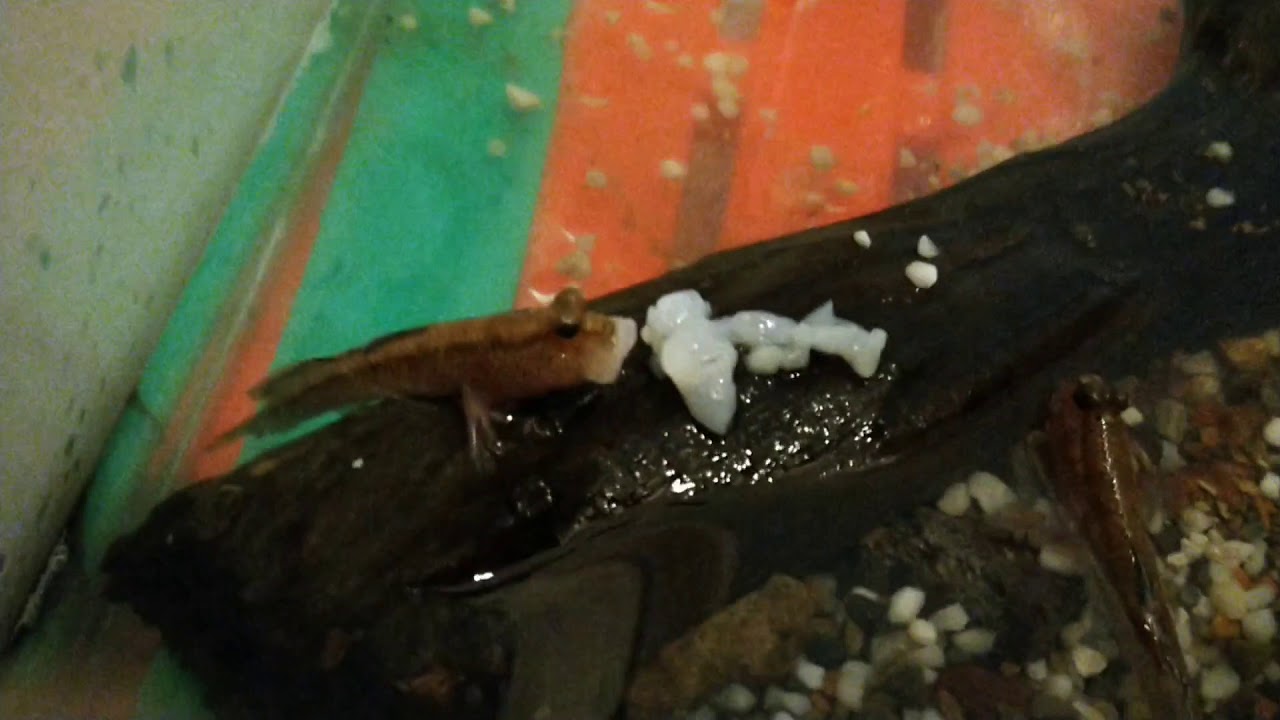 Mudskipper the cutie mouthful of food - YouTube