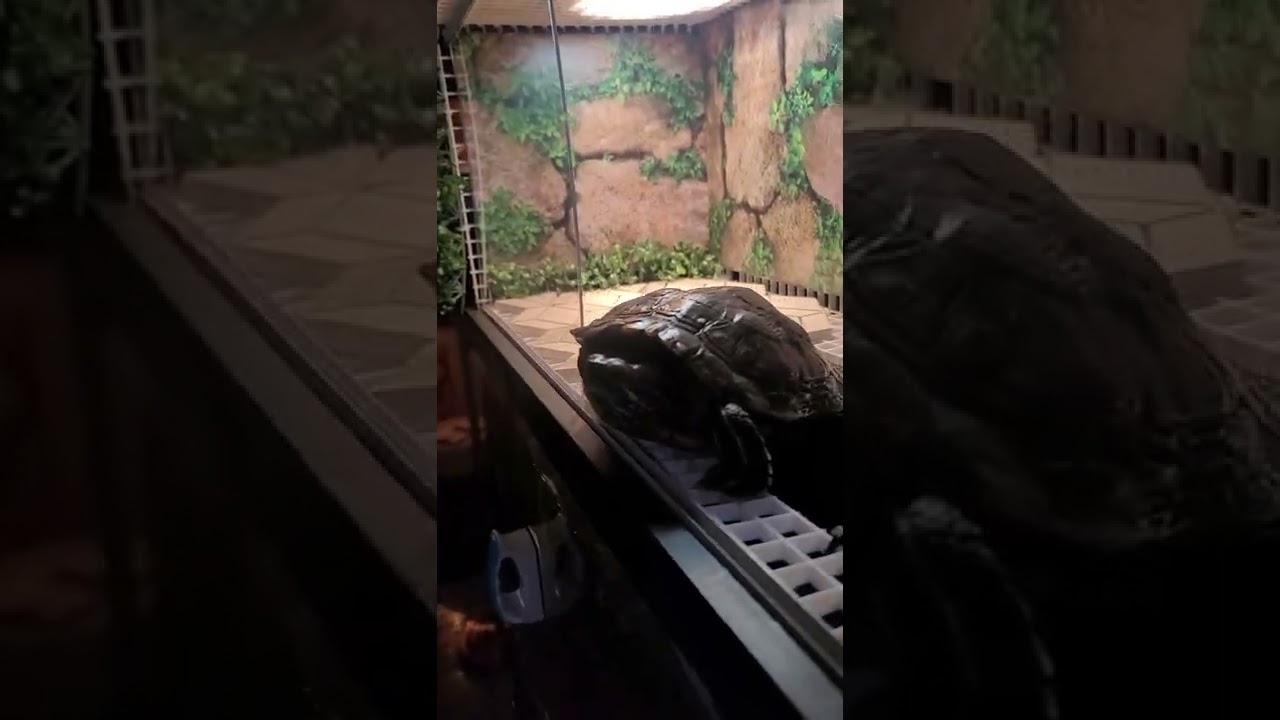 peaking out the window. red eared slider. #turtle #redearedsliderturtle ...