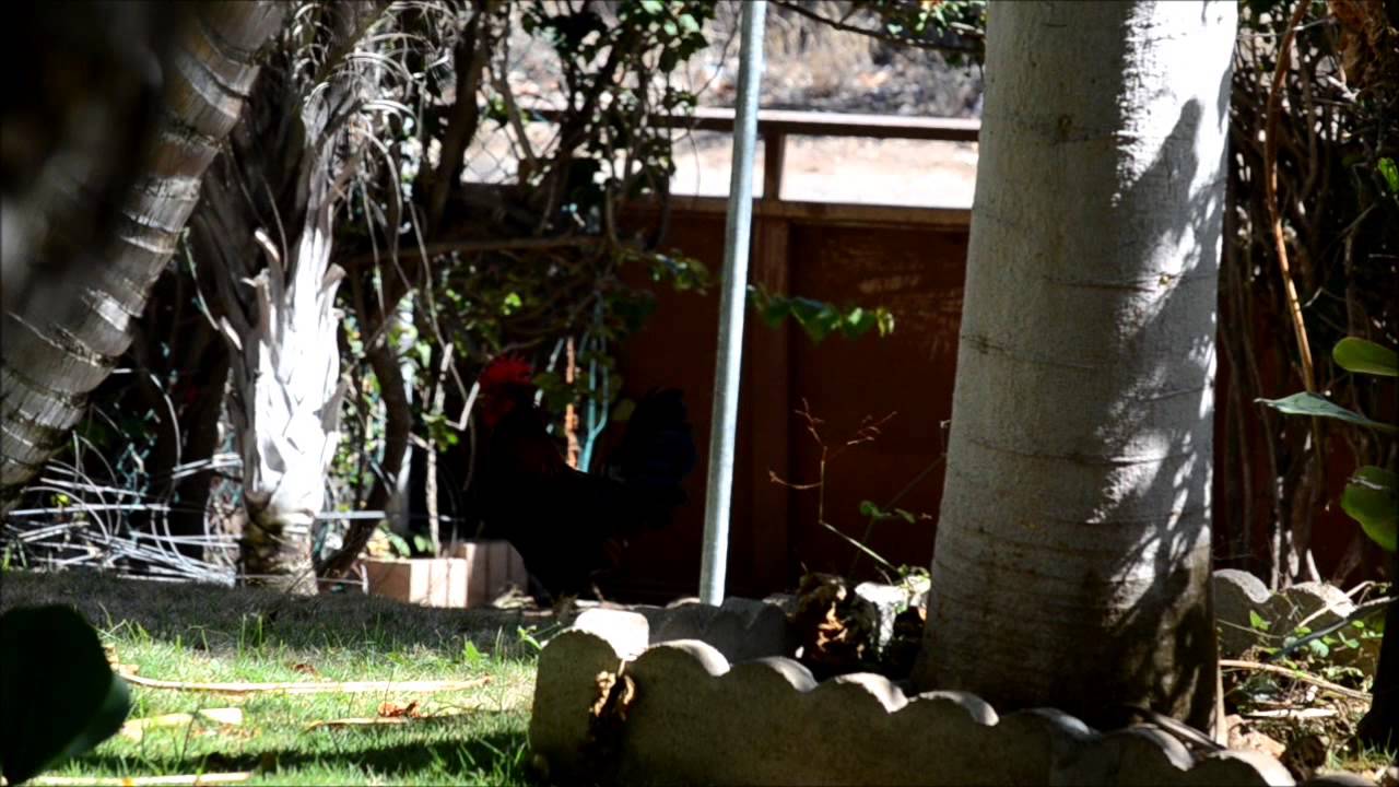 The Real Maui - YouTube