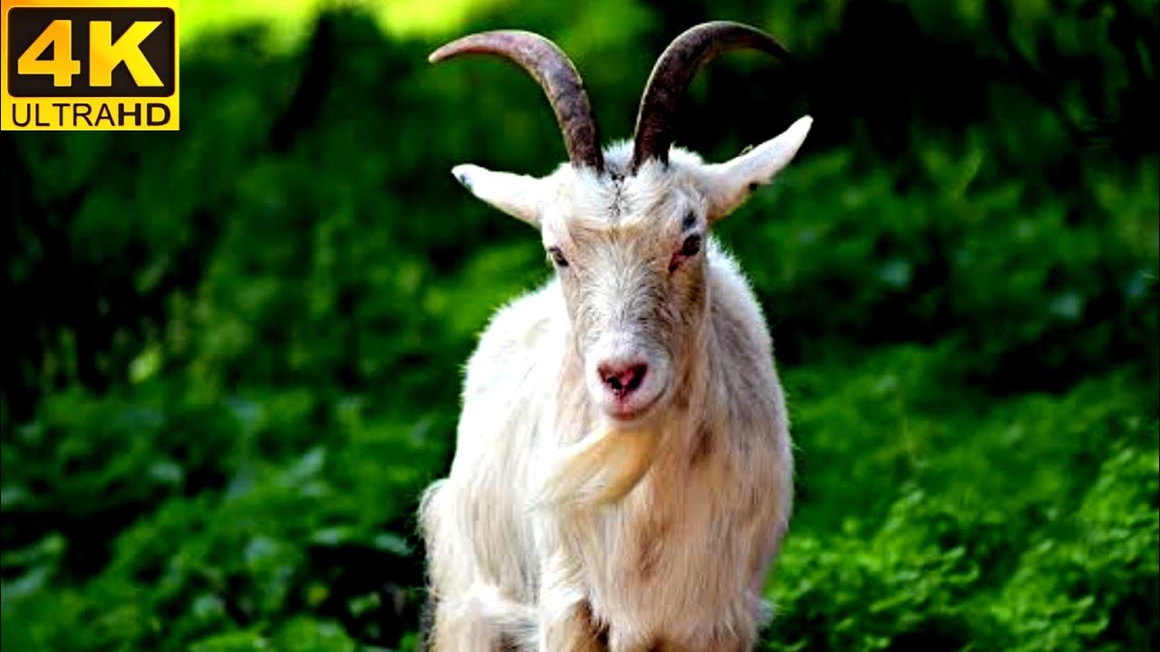 Goat 4k ultra hd video Amphibians 4K HDR 60FPS (FUHD) DolbyVision - YouTube
