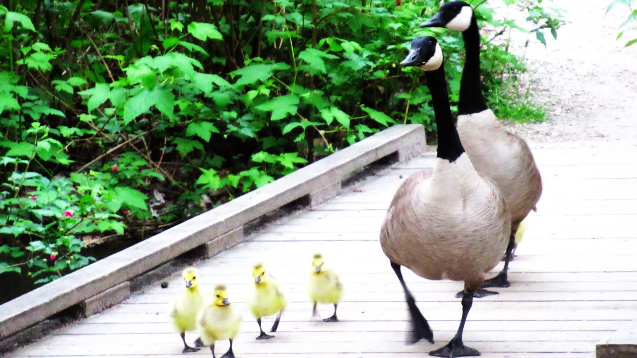 Canada Geese CALL Goslings Using Head Bobbing - YouTube