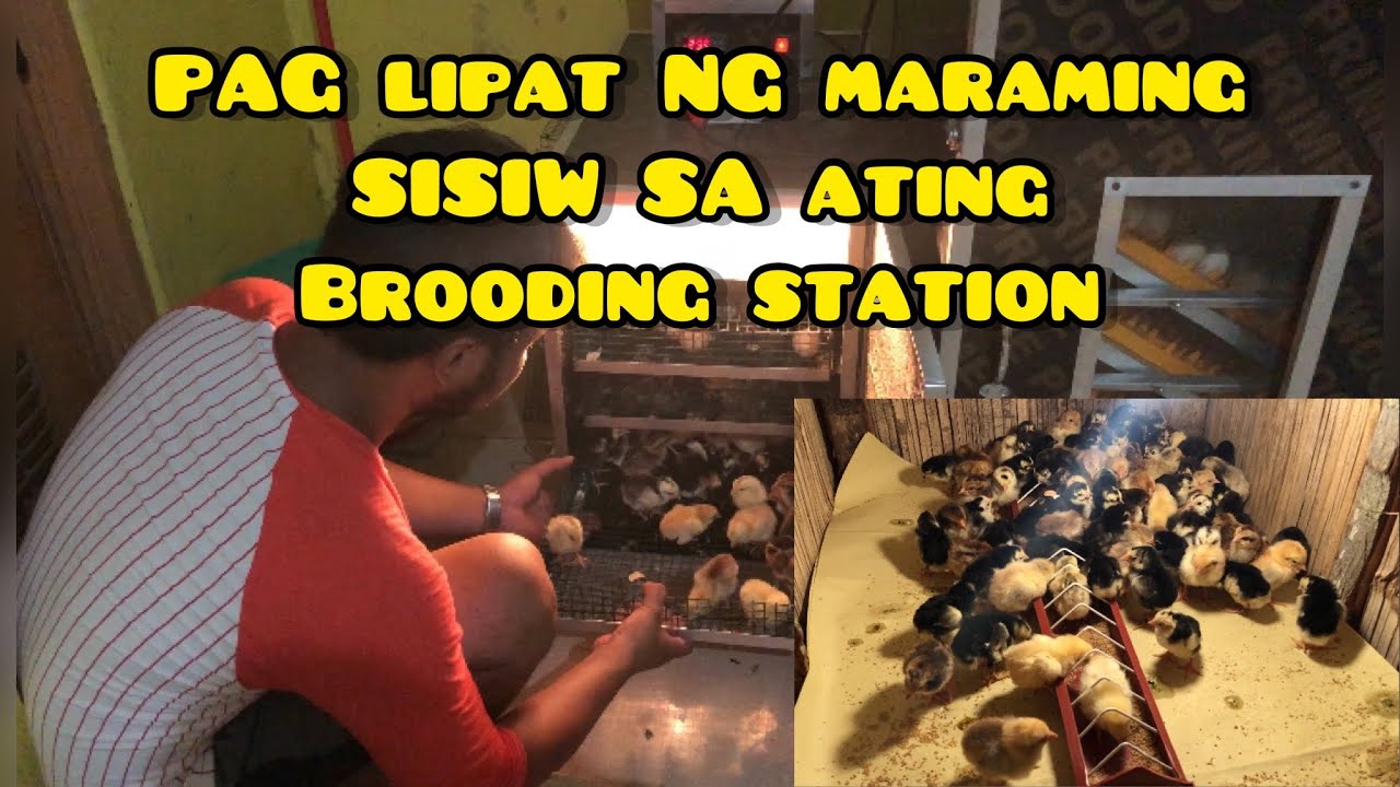 PAGLIPAT NG MARAMING SISIW SA ATING BROODING STATION - YouTube