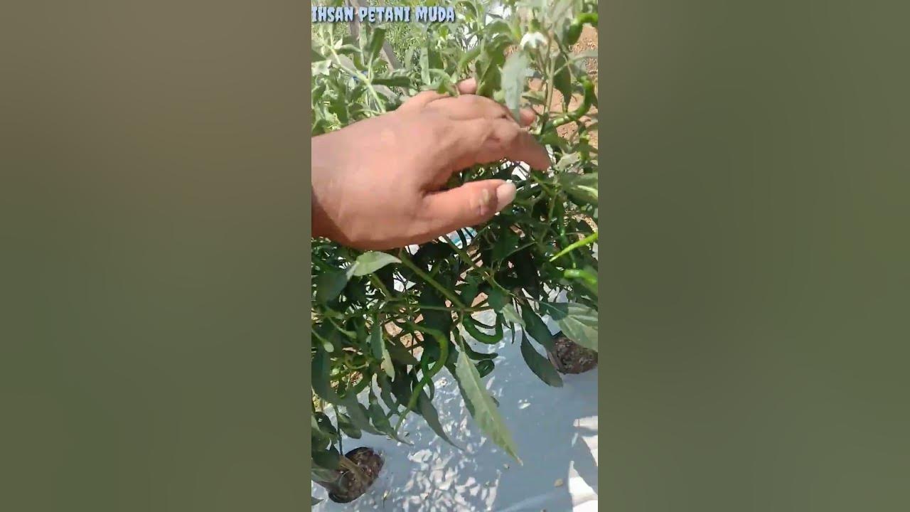 Tanaman Cabe Jenio Dan Tomat Servo F1 Kurang Maksimal kemarau melanda - YouTube