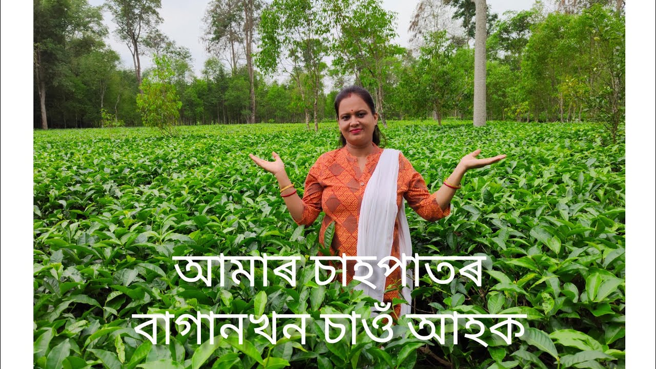 Tea garden | Assamese vlog | - YouTube