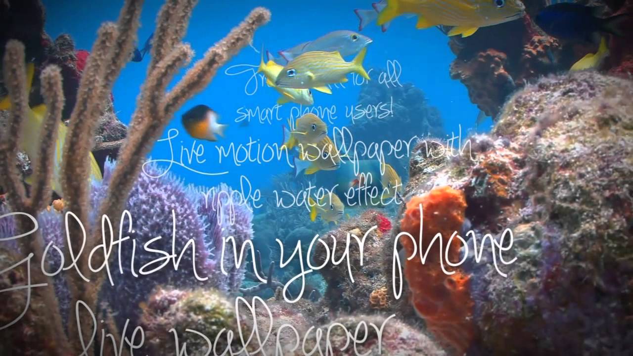 Goldfish In Your Phone LWP - YouTube