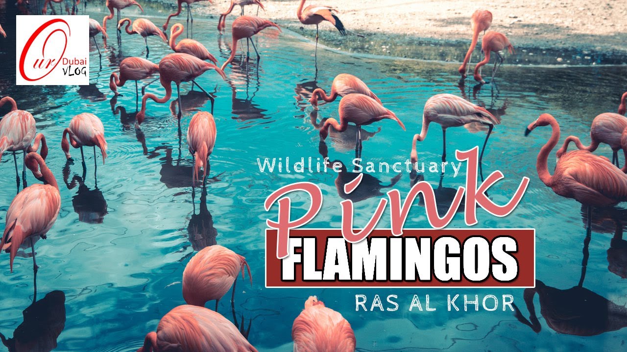 Pink Flamingos in Dubai | Ras al Khor Wildlife Sanctuary Dubai | UAE ...