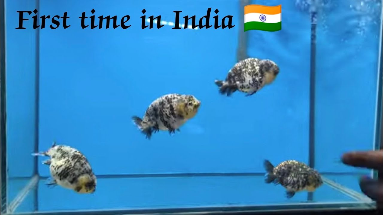 High Quality Panda ,Tricolour and Apache Orandas | White Tiger Ranchus ...