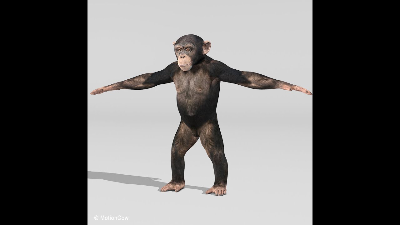 basically im monkey - YouTube