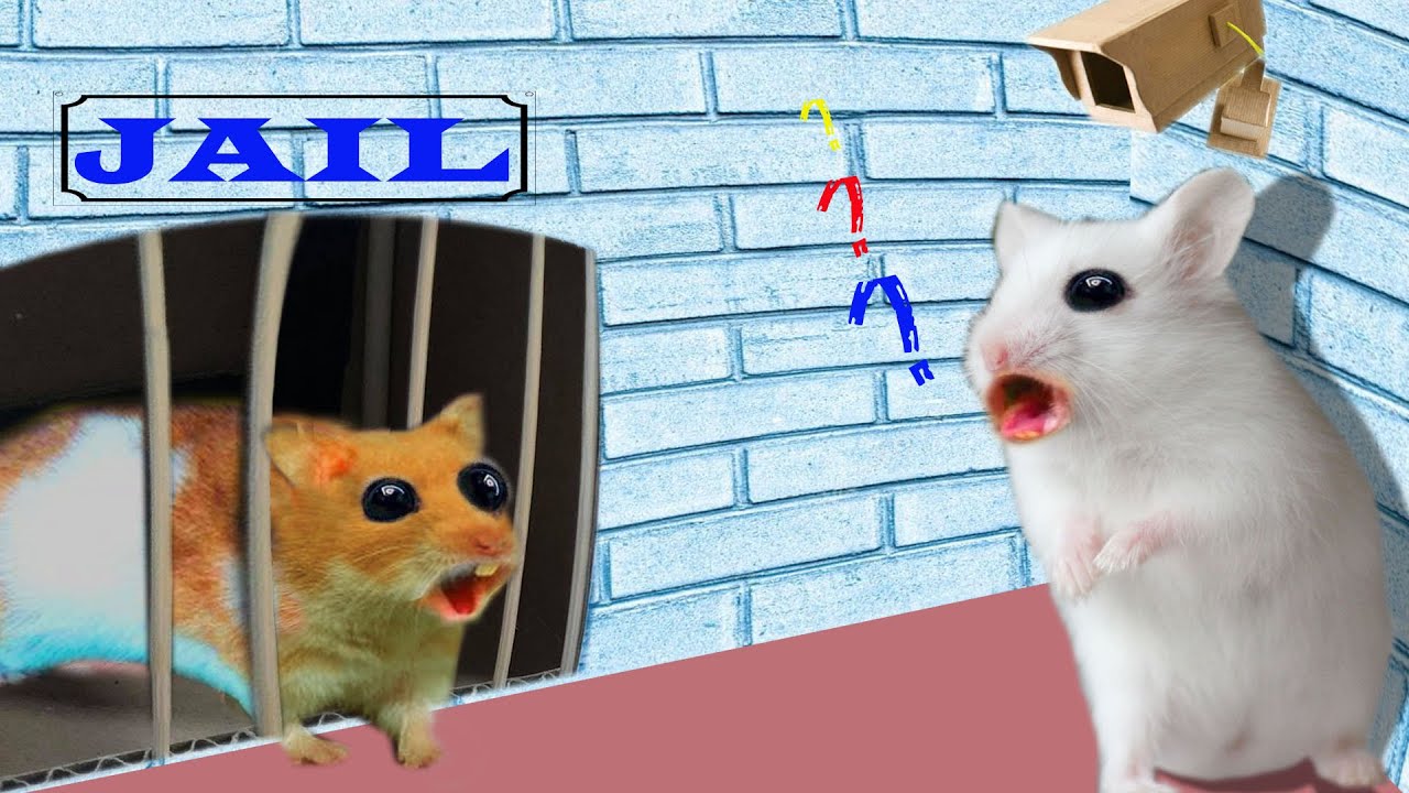 🐹🦂Scorpion maze with Traps hamster Police Pets🐹 in Hamster Stories ...