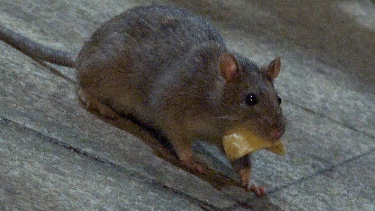 Rats - Hackney Central - London - YouTube