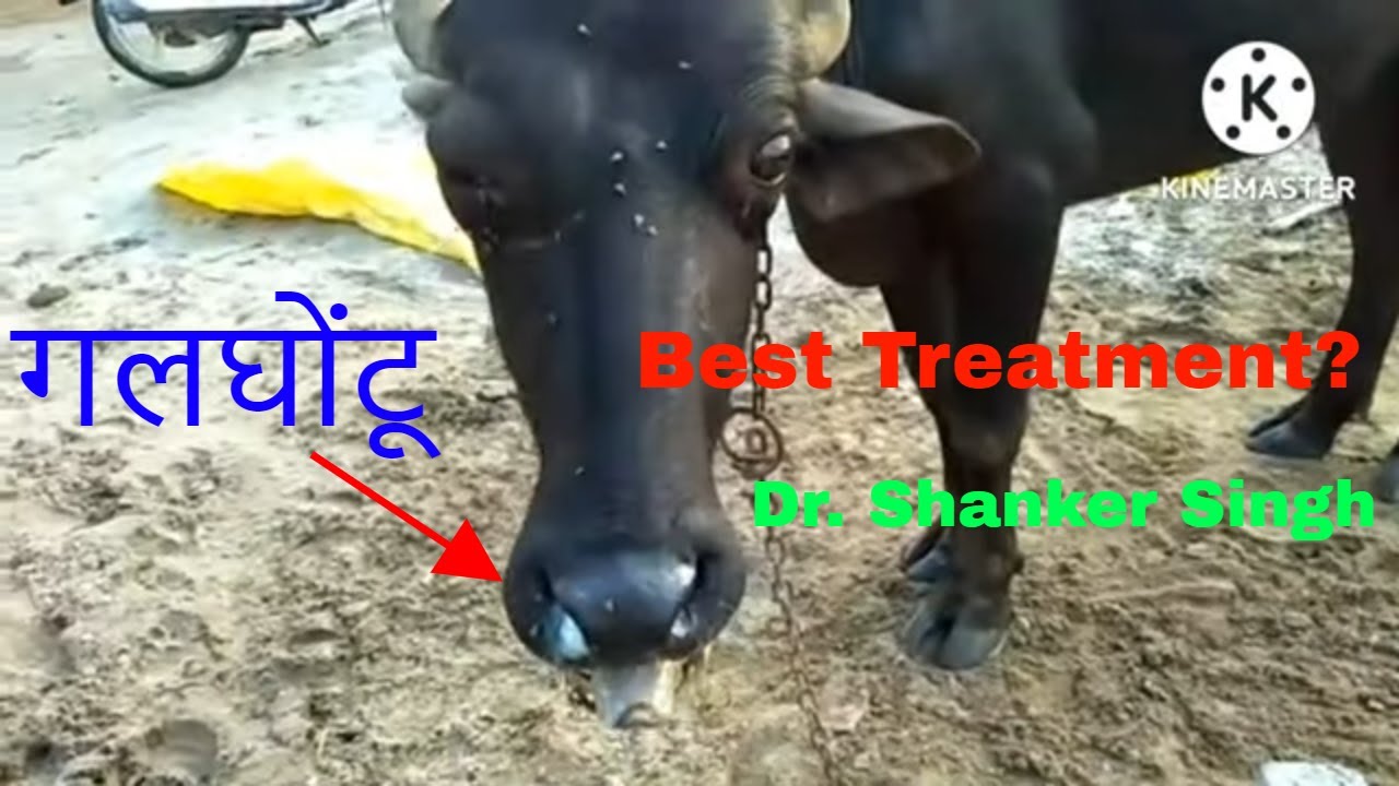 Haemorrhagic Septicemia in buffalo ! Galaghontu in buffalo ! H S ...