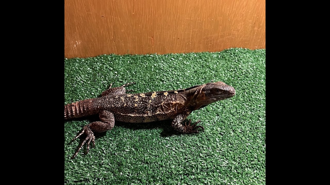 Banana Pectinata Mexican Spiny Tail Iguanas - YouTube
