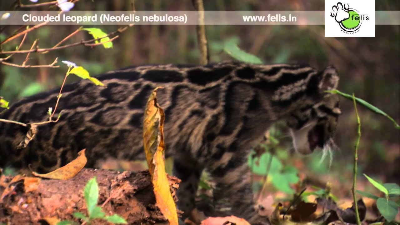 Rare footage of the smallest Big Cat - the Clouded Leopard!!! - YouTube