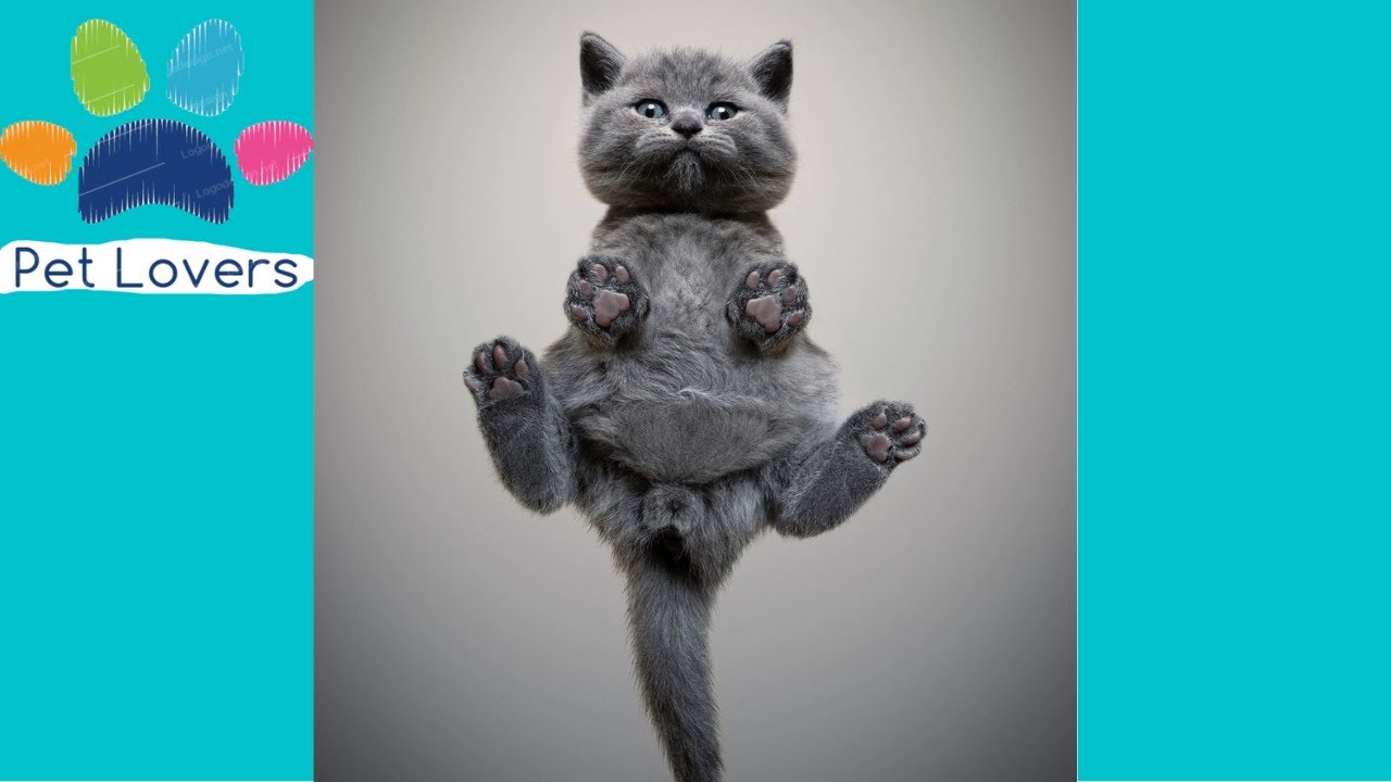 🤣Funny Cats |Cat Attack |Funny Cat Videos |Try not to laugh🤣 - YouTube