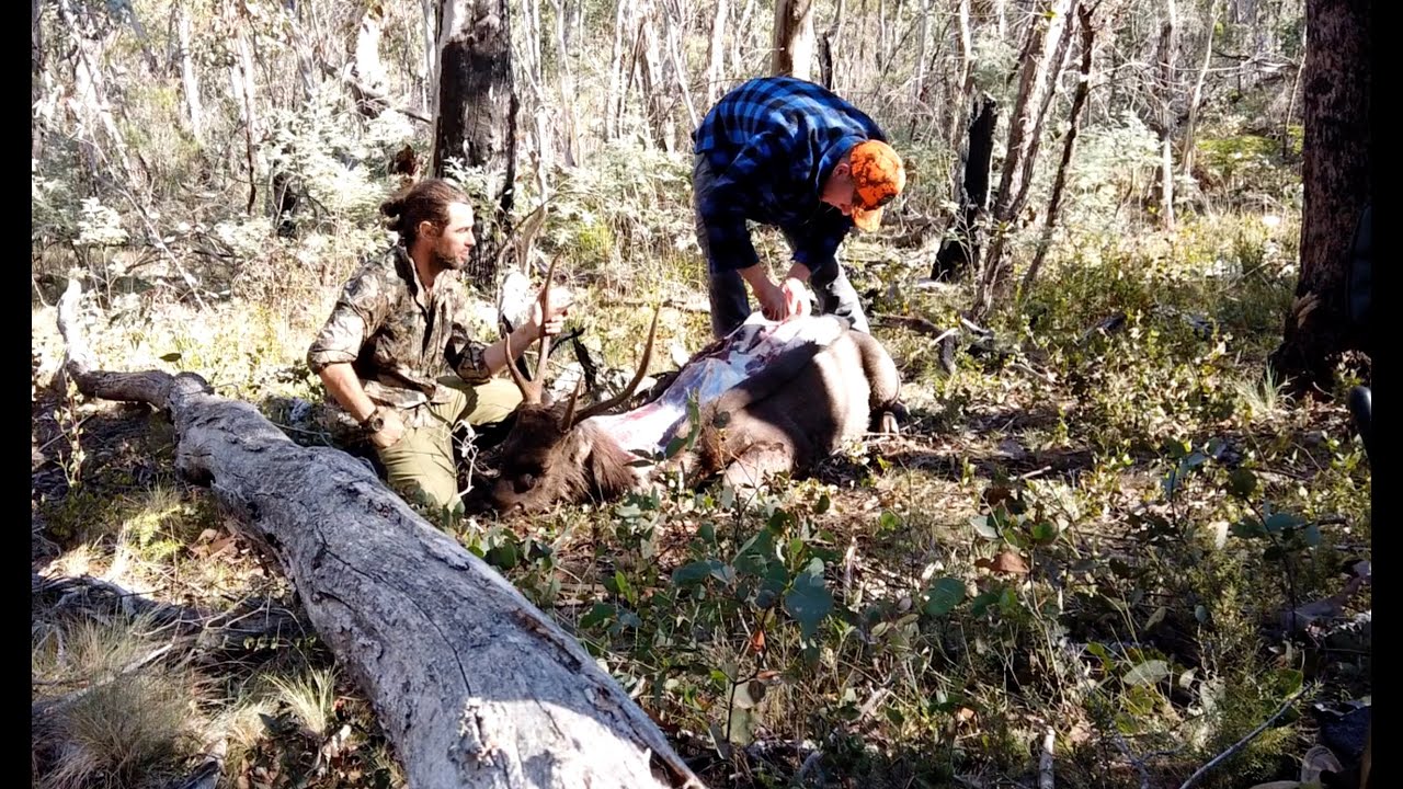 Hunting Australian Deer and Cast Antlers. Part 3 - YouTube