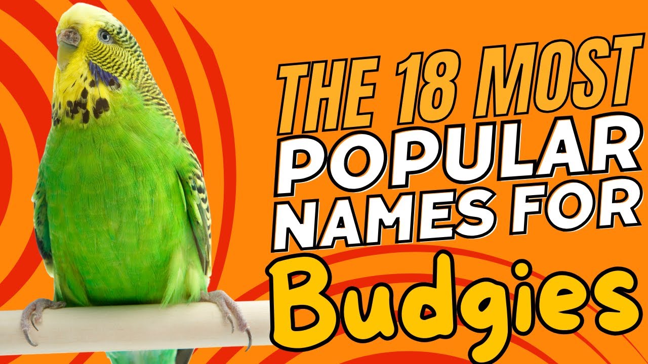 The 18 Most Popular Names for Budgies 🐦💫 - YouTube