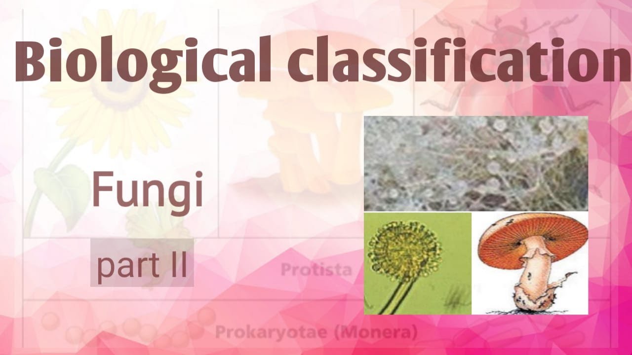 BIOLOGICAL CLASSIFICATION Fungi Part II - YouTube