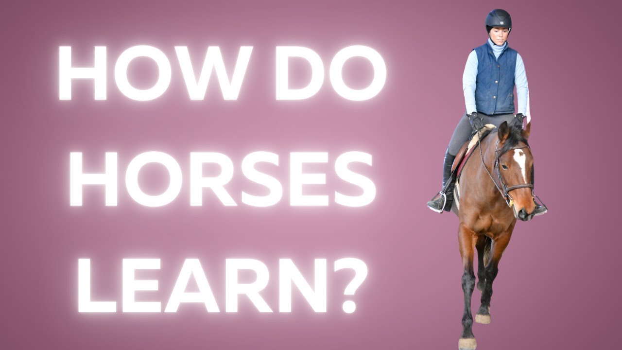 How Do Horses Learn? - YouTube