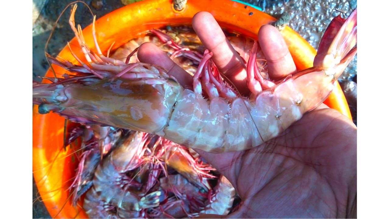 How To De-shell Or Peel A Shrimp In 2 Seconds - Easy Way To Devein ...