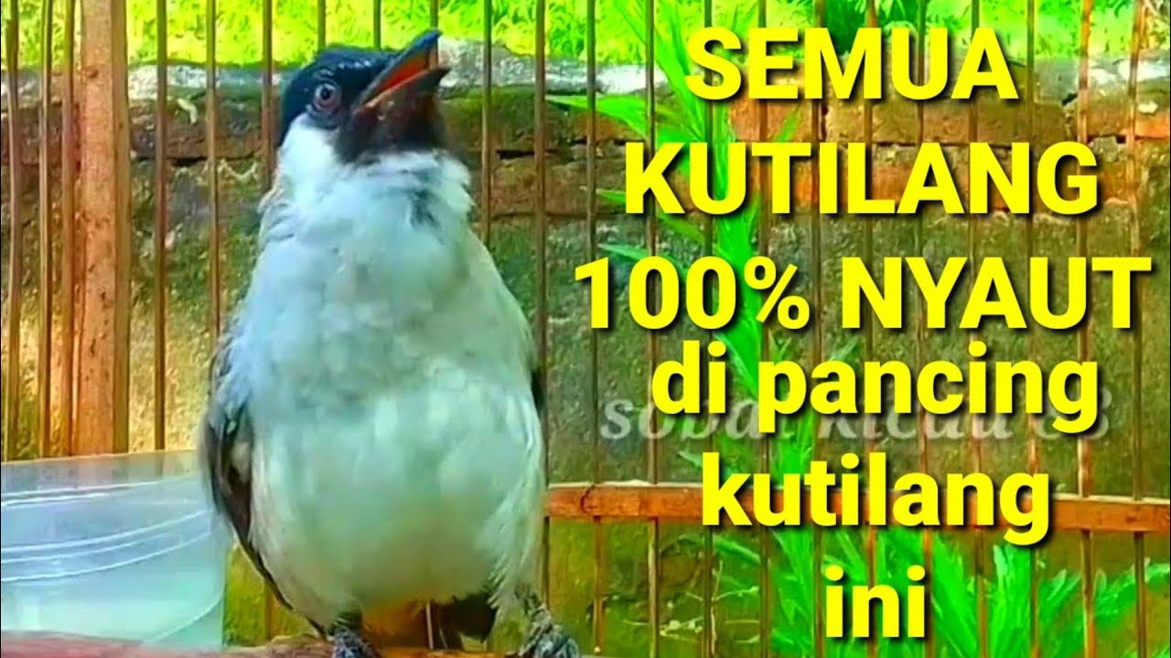 Suara Burung Kutilang Gacor 100% Cocok buat suara pancingan kutilang ...
