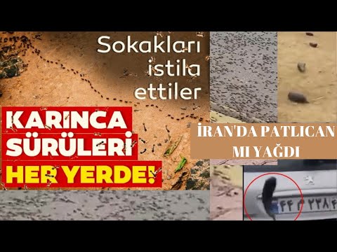 UMMAN'DA KARINCA İSTİLASI - ÇEKİRGE İSTİLASI SONRASI KARINCA İSTİLASI - İRAN'DA PATLICAN MI YAĞDI?