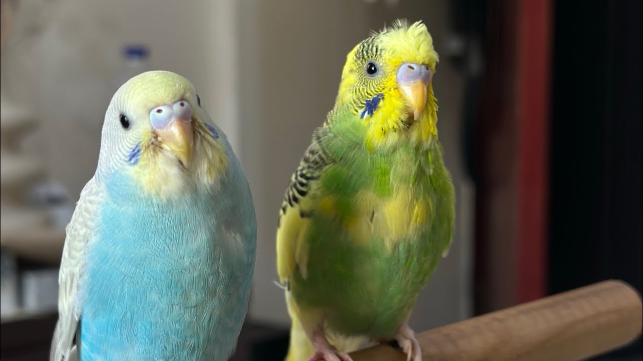 Cute fluffy budgies loves so much the camera and microphone - YouTube
