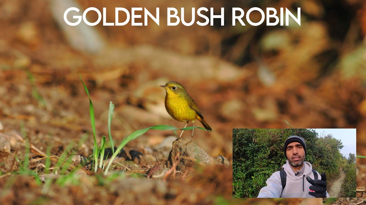Golden Bush Robin || An Incredible Morning in the Uttarakhand Himalayas ...