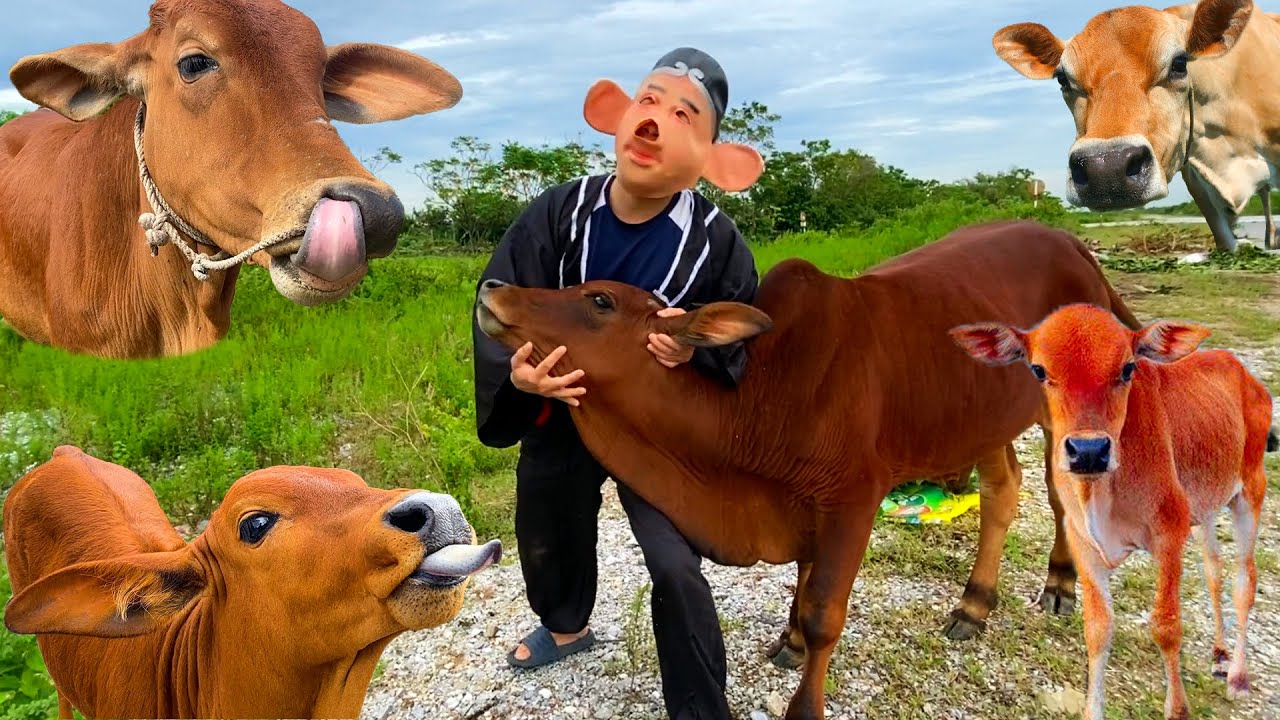 Con bò | CON BÒ | Con bò con | Con bò ăn cỏ | Nhạc con bò | Bài hát con ...