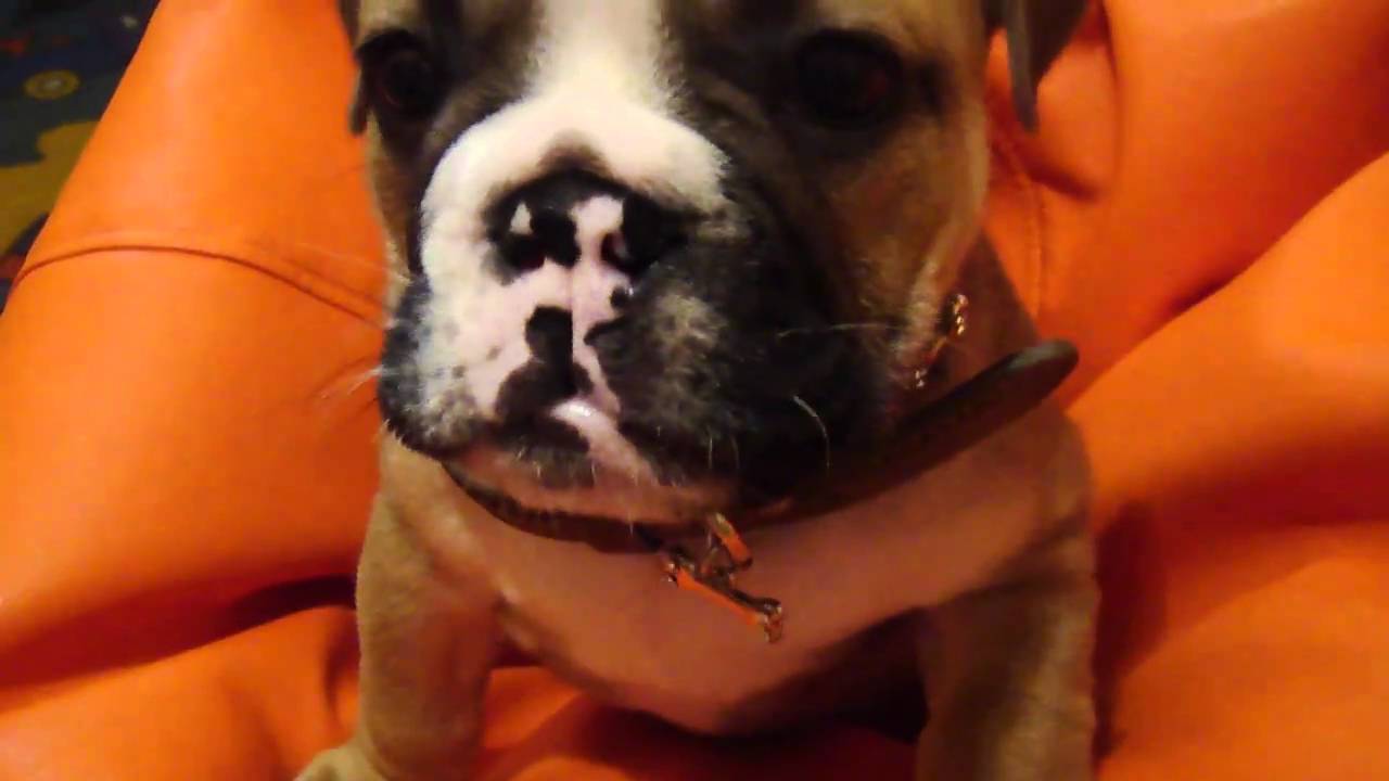 My English Bulldog - Terra Ion - YouTube