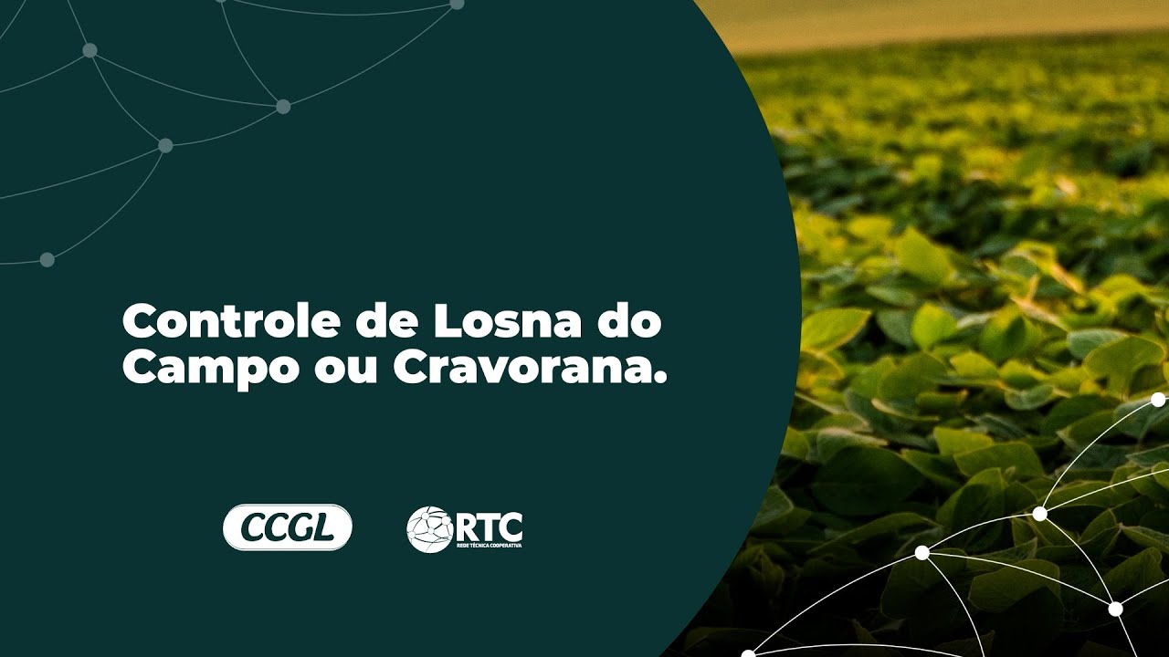 Controle de Losna do Campo ou Cravorana - YouTube