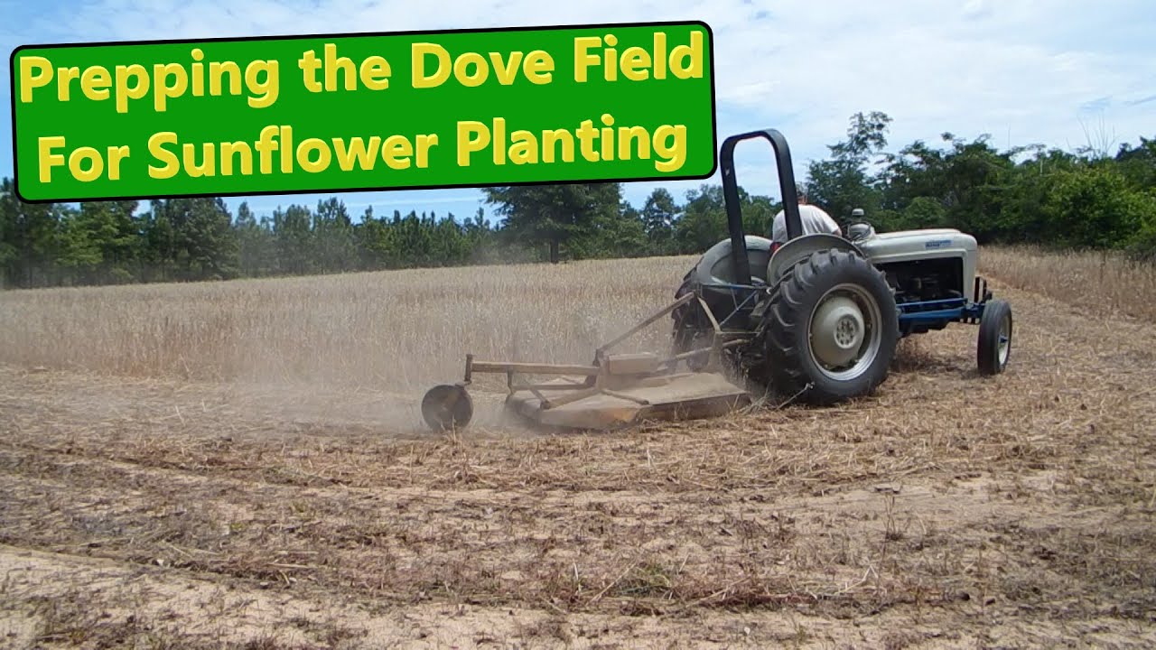 Dove Field Sunflower Prep 2025 - YouTube