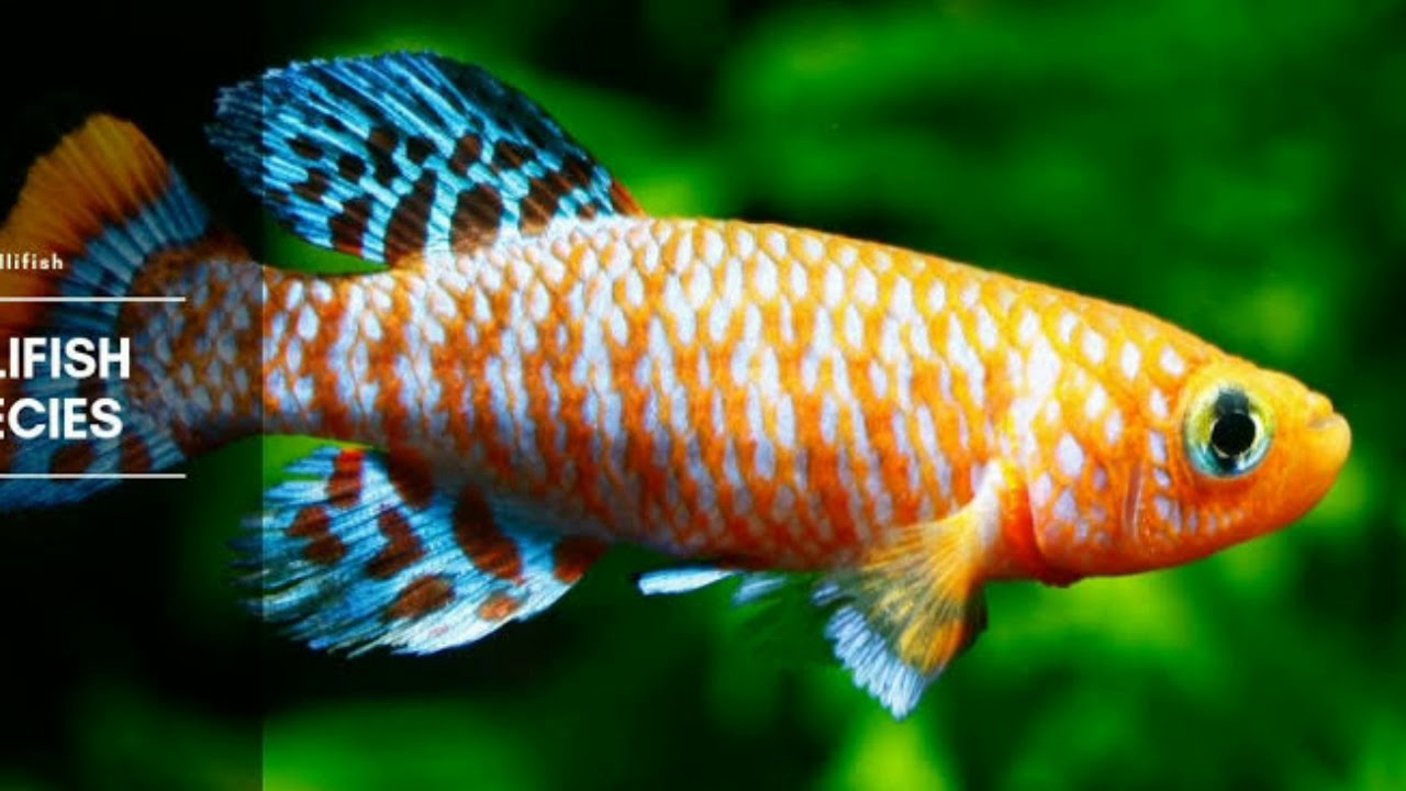 African killifish may hold key to stopping ageing in humans - YouTube