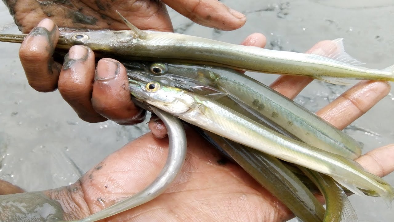 Fish hunting,,catching kaika fish by hand from mud water,,Fishing by ...