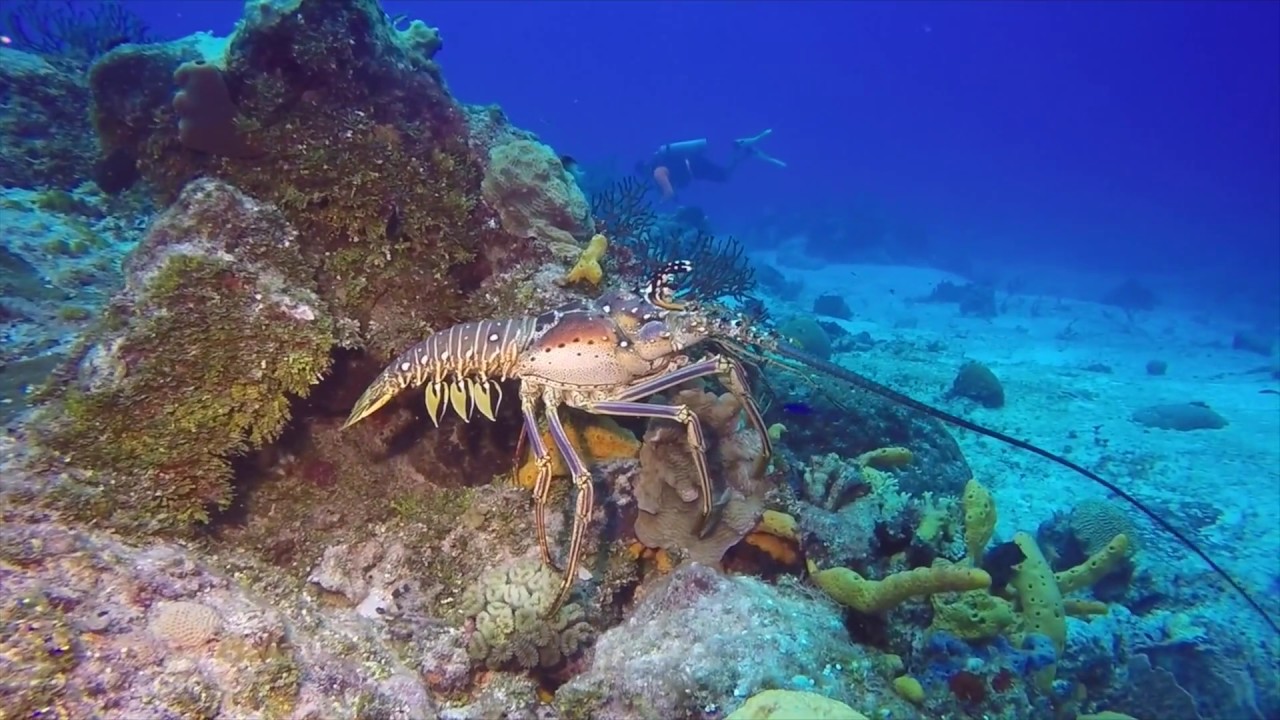 A Dancing Lobster - YouTube