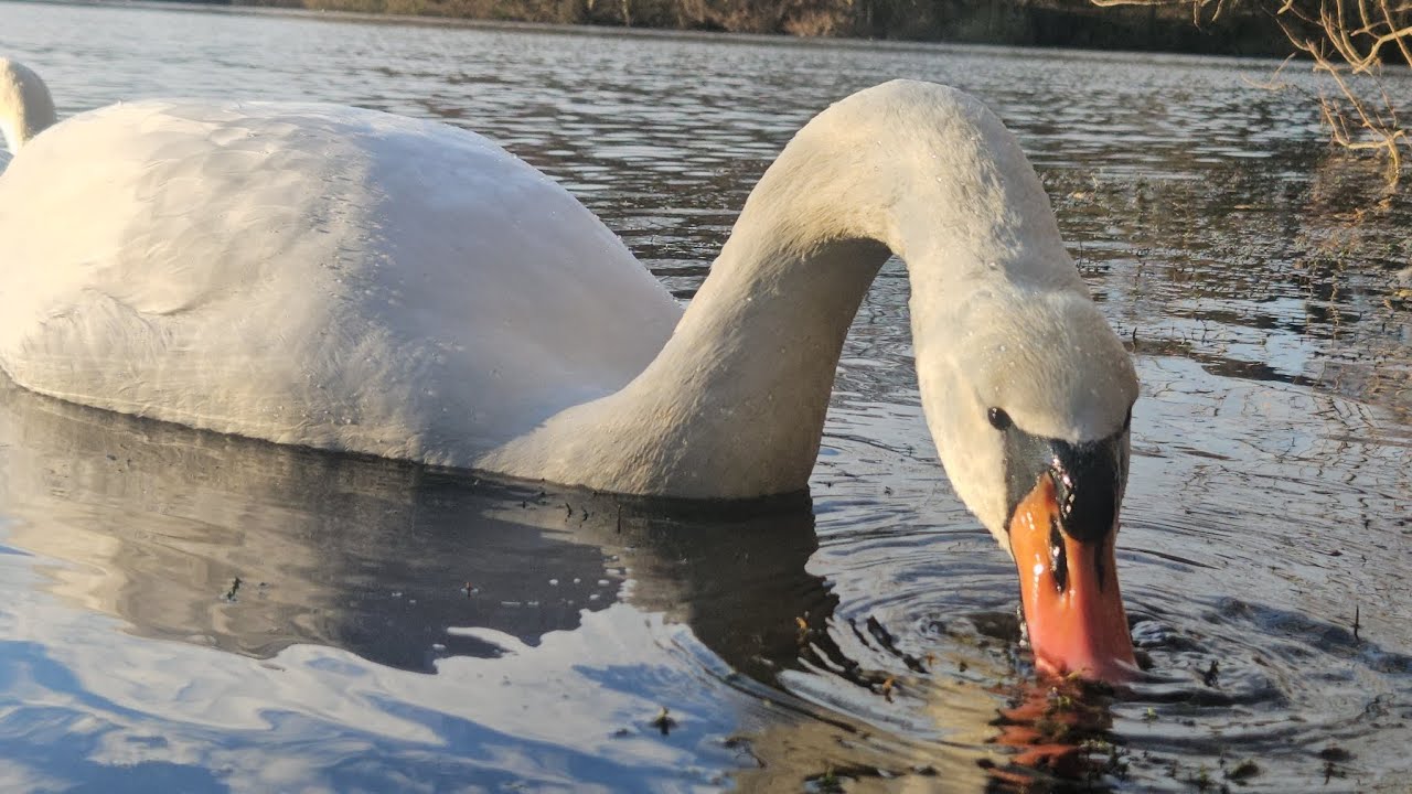 Merry Christmas, Mute Swan Pair Angus & Ria have their seeds for today ...