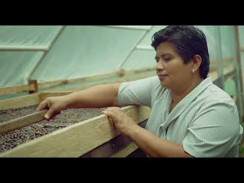 Beneficios del cultivo de café en Capira