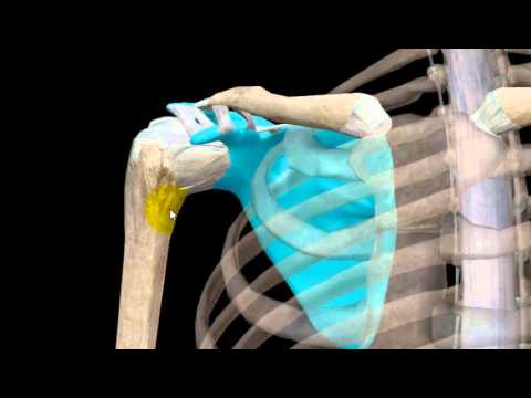 Anatomía Radiológica para estudiantes: Hombro 1 (proyecciones ...