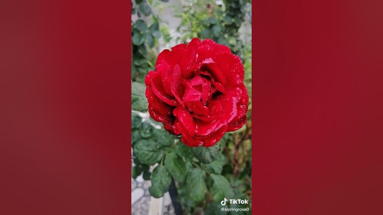 ٣١ كانون الثاني، ٢٠٢١ Youtube