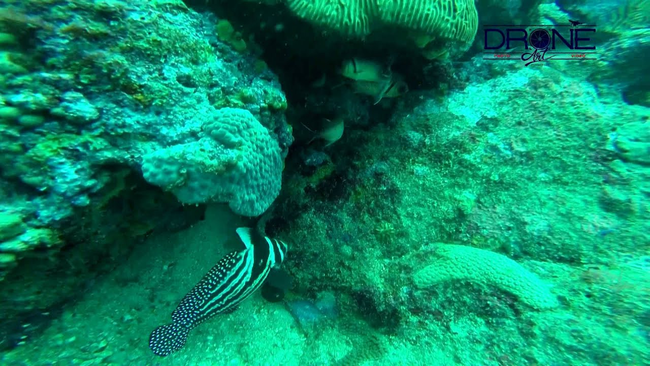 Una mañana de buceo en las playas de TAGANGA , santa marta COLOMBIA ...