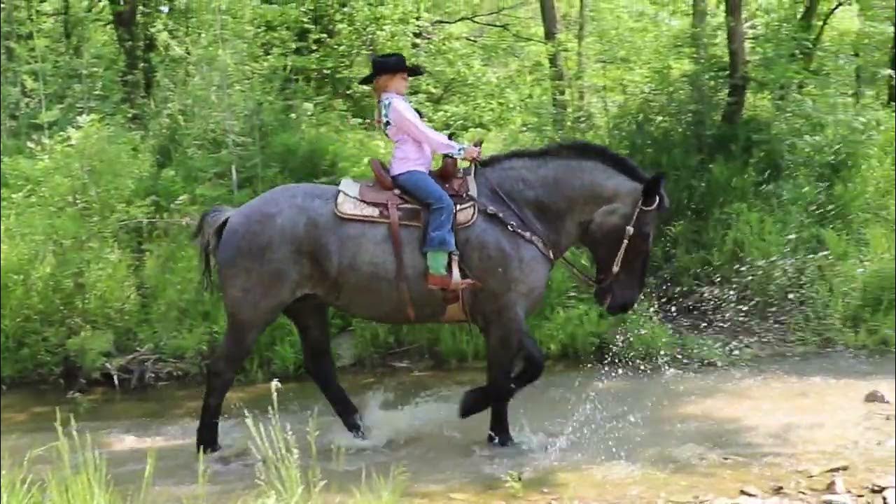 BEGINNER AND YOUTH FRIENDLY BLUE ROAN PERCHERON MARE, super quiet, safe and honest - YouTube