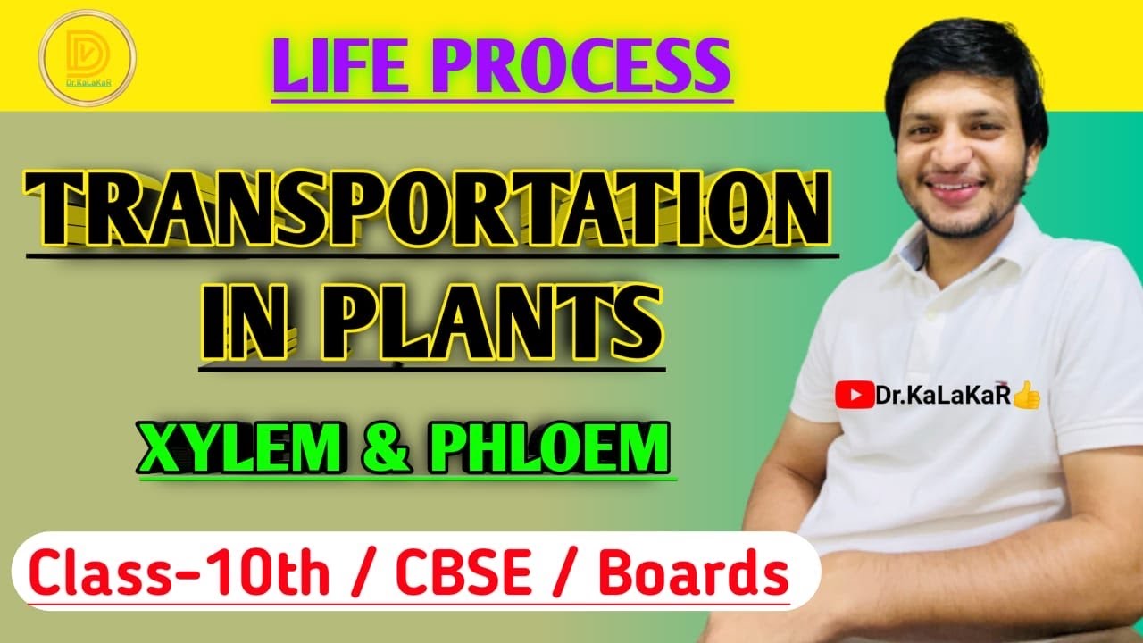 Life Process Class-10 | Transportation In Plants | Xylem & Phloem Role ...