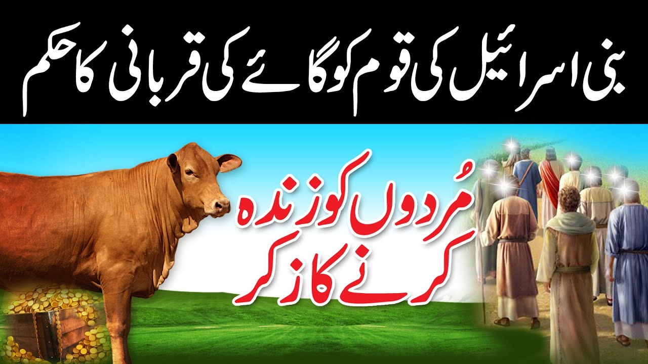 Bani Israel Ki Gaaye ka Waqia | Story Of The Cow Of Bani Israel | Cow ...