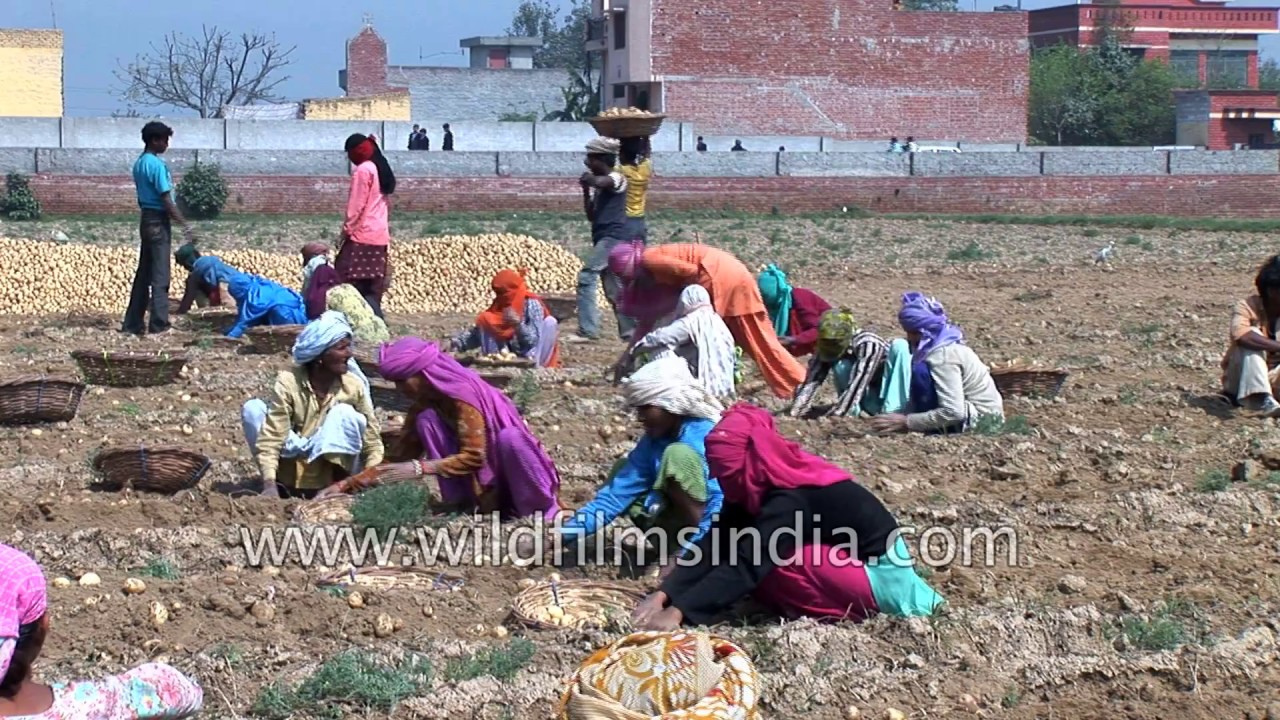 Potatoes being harvested in Hapur, India: national spuds mission - YouTube