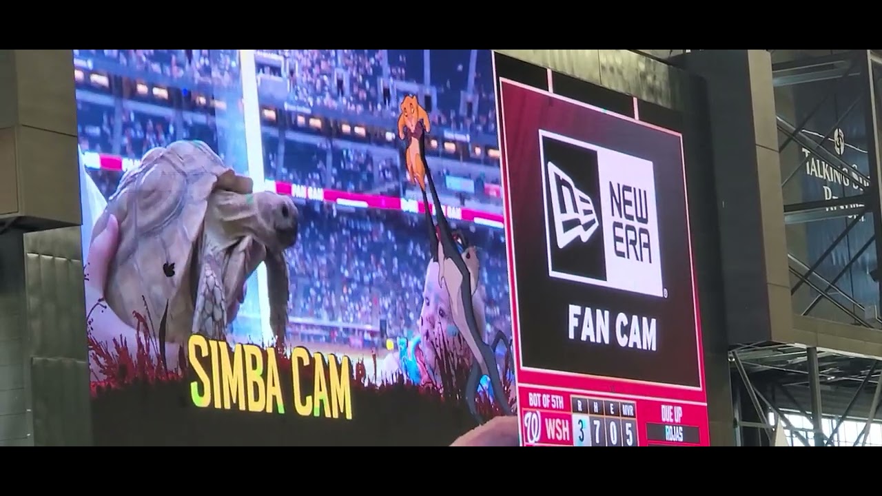 simba cam | simba cam at chase field | dog day at the ballpark - YouTube