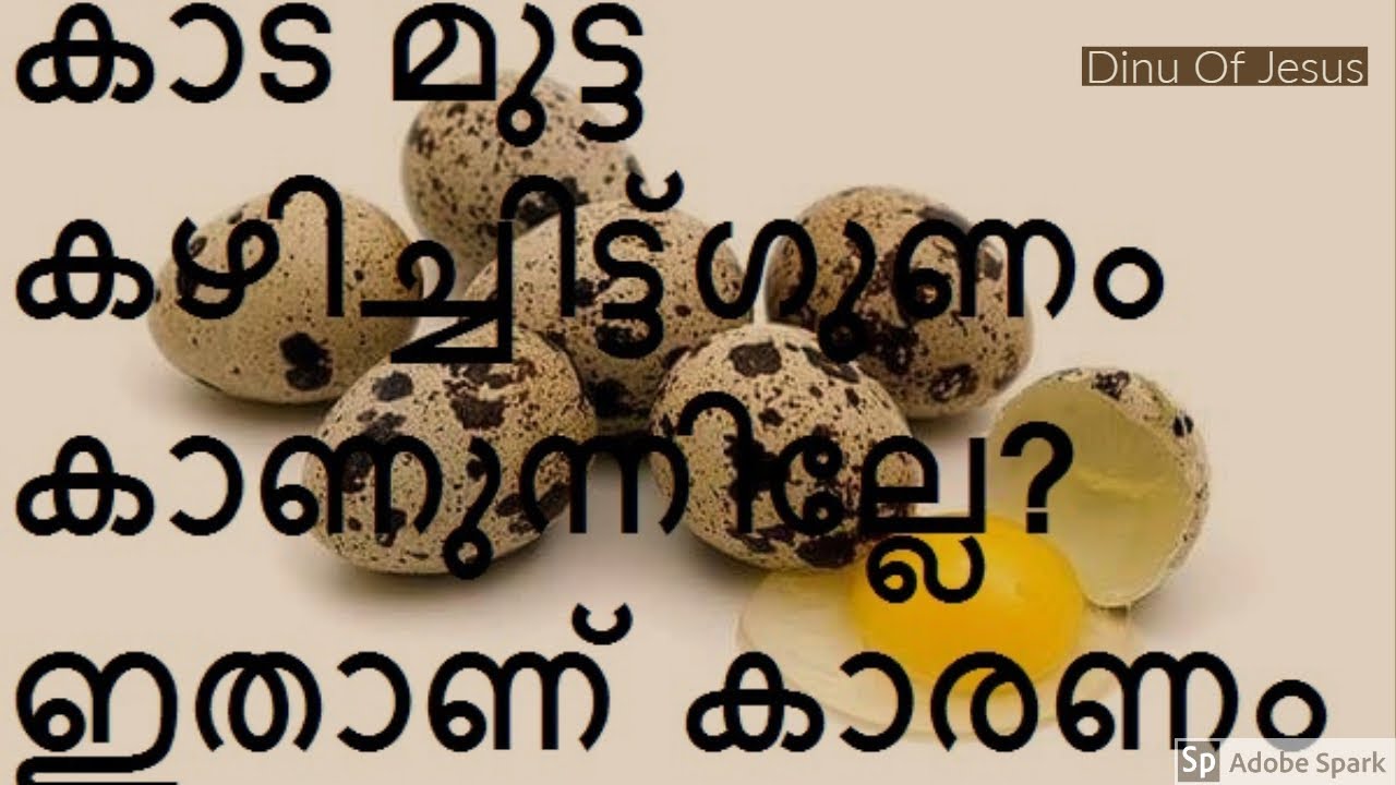 കാട മുട്ട /KADA MUTTA // QUAIL EGG - YouTube