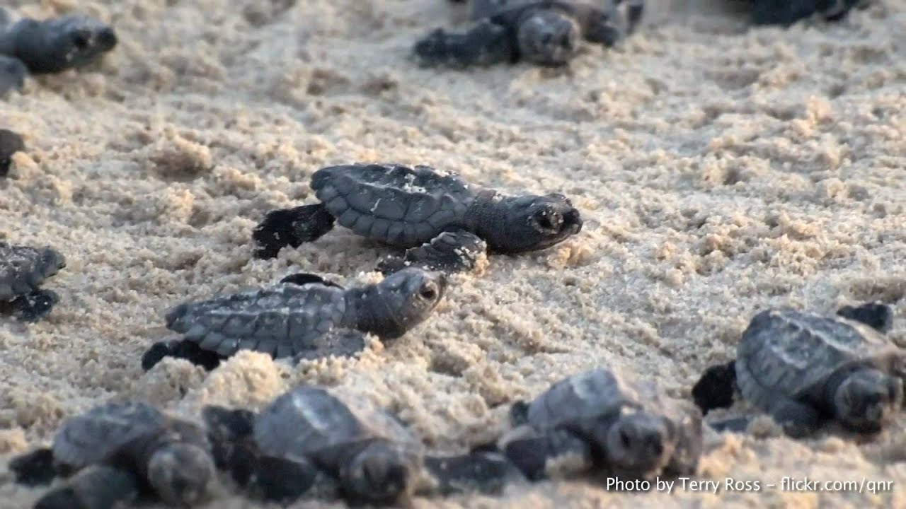 A Chance to Survive: Relocating Sea Turtle Nests - YouTube